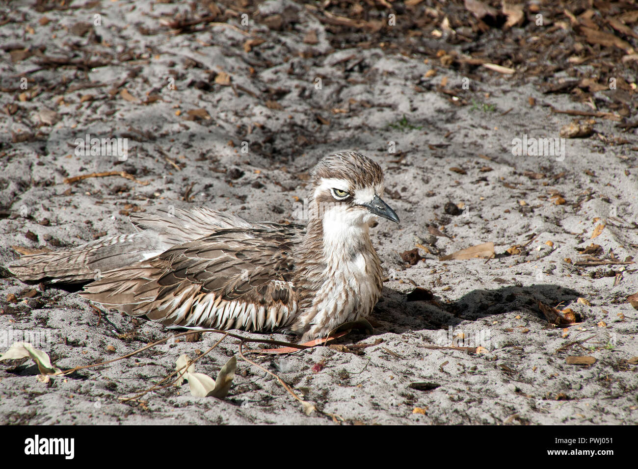 Albany Australia, Bush stone-curlew a native ground-dwelling bird ...