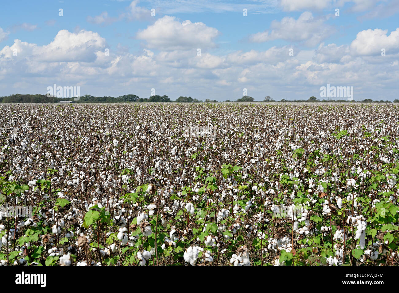 Cotton farming hi-res stock photography and images - Alamy