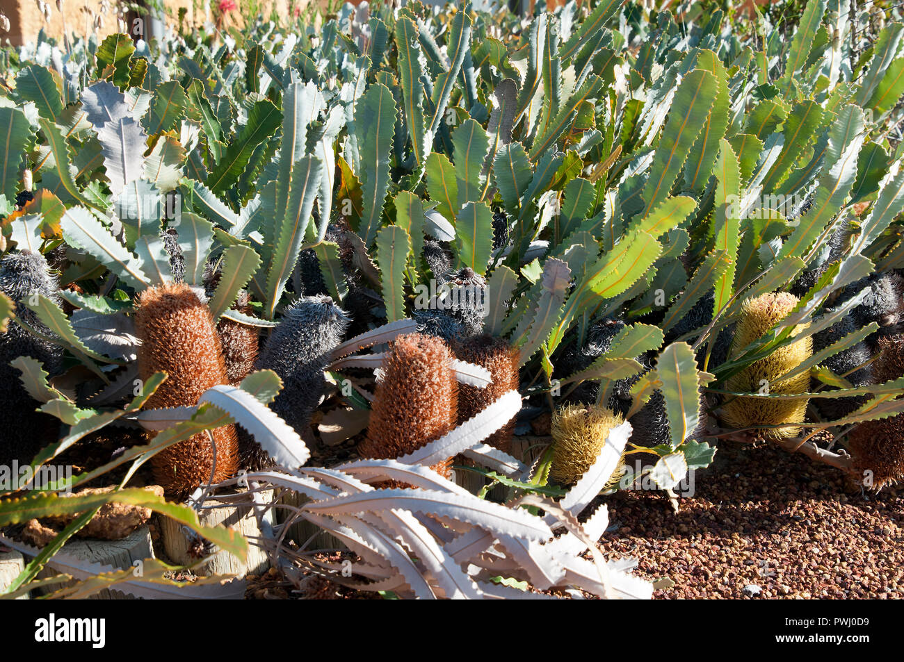 lbany Australia, Banksia petiolaris native ground cover with yellow ...