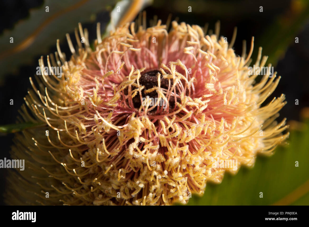 Native plants of coastal western australia hi-res stock photography and ...