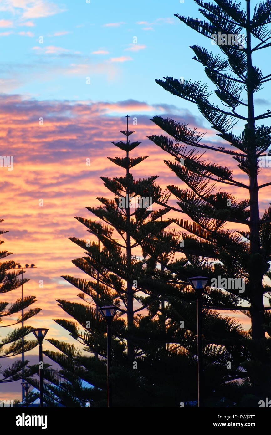 Sunrise norfolk palm trees hi-res stock photography and images - Alamy