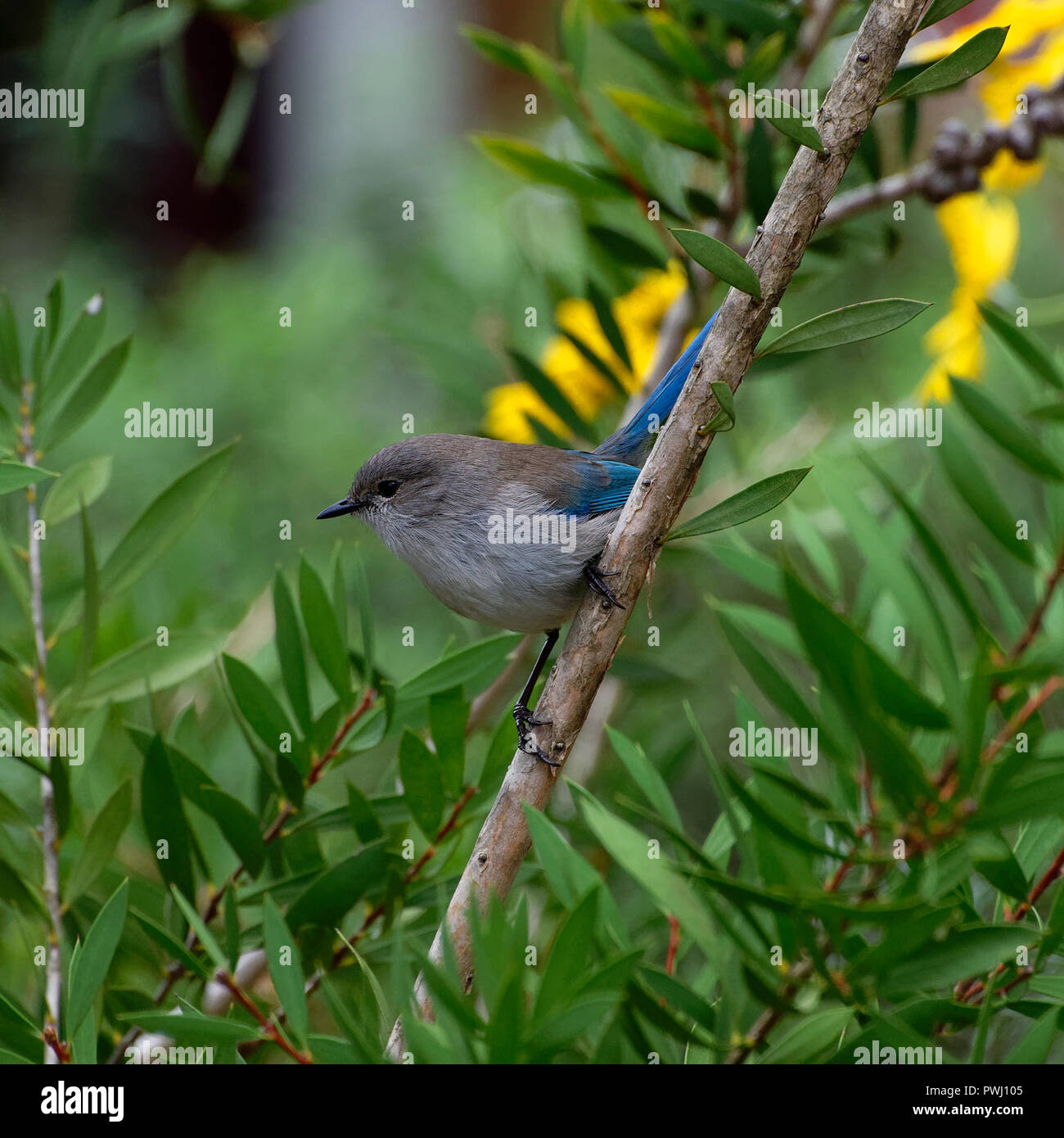 Blue Fairy Wren WA Stock Photo - Alamy