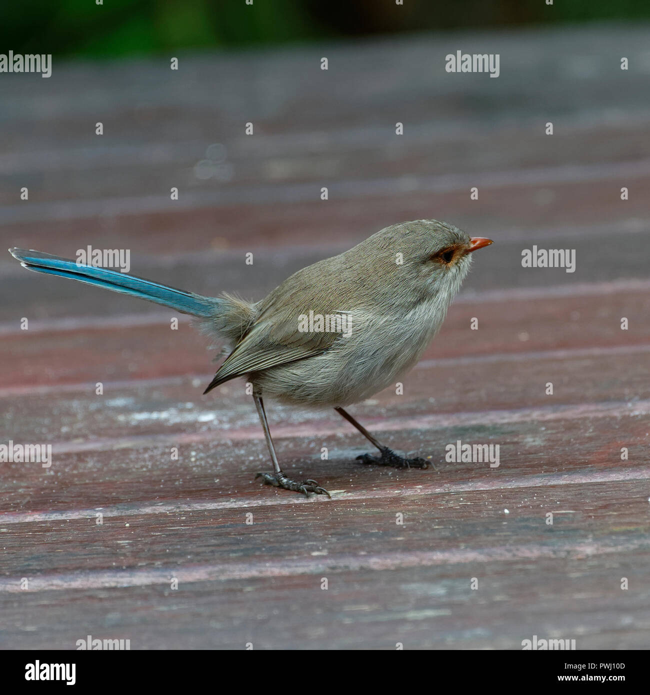 Blue Fairy Wren WA Stock Photo - Alamy