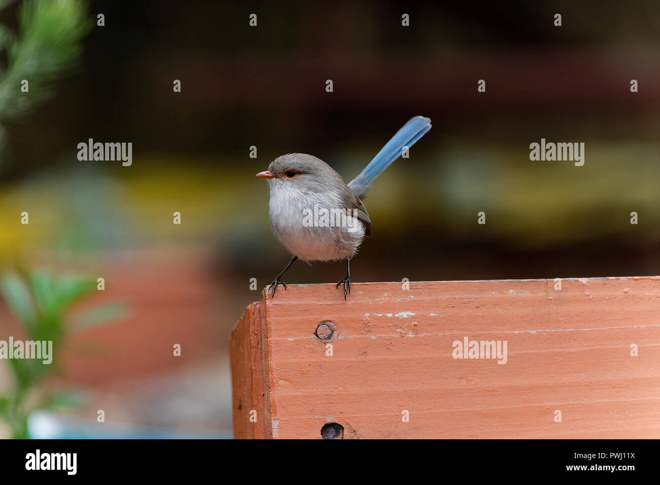 Blue Fairy Wren WA Stock Photo - Alamy