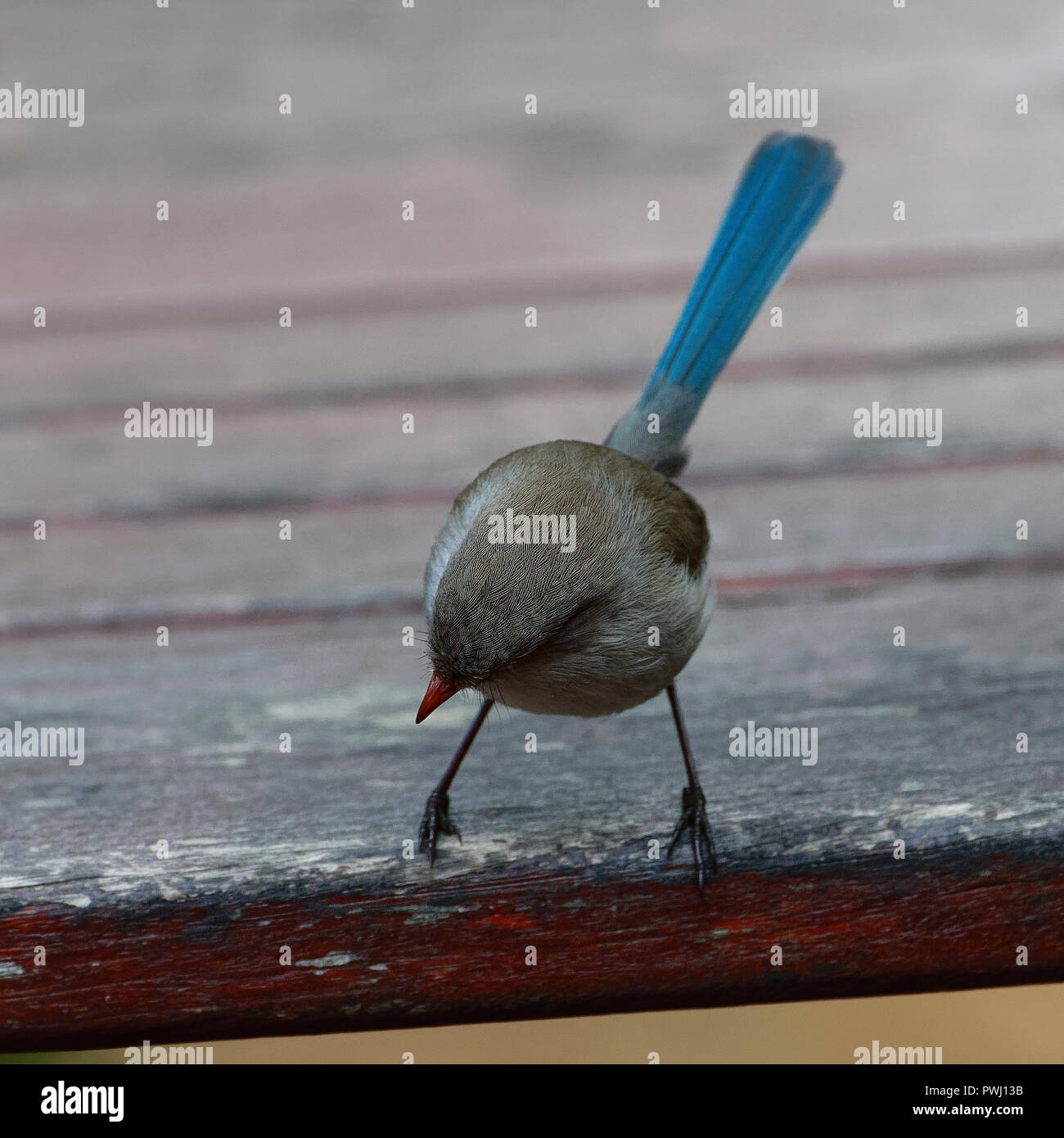 Western australian fairy wren hi-res stock photography and images - Alamy