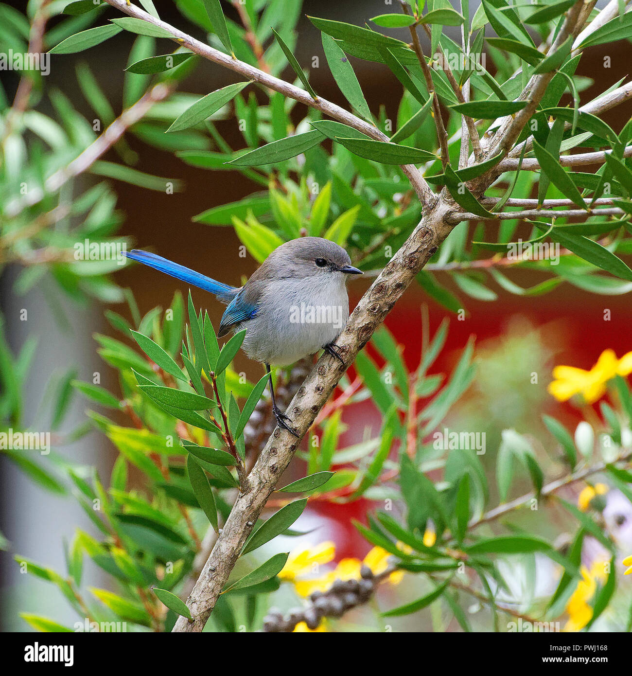 Blue Fairy Wren WA Stock Photo - Alamy