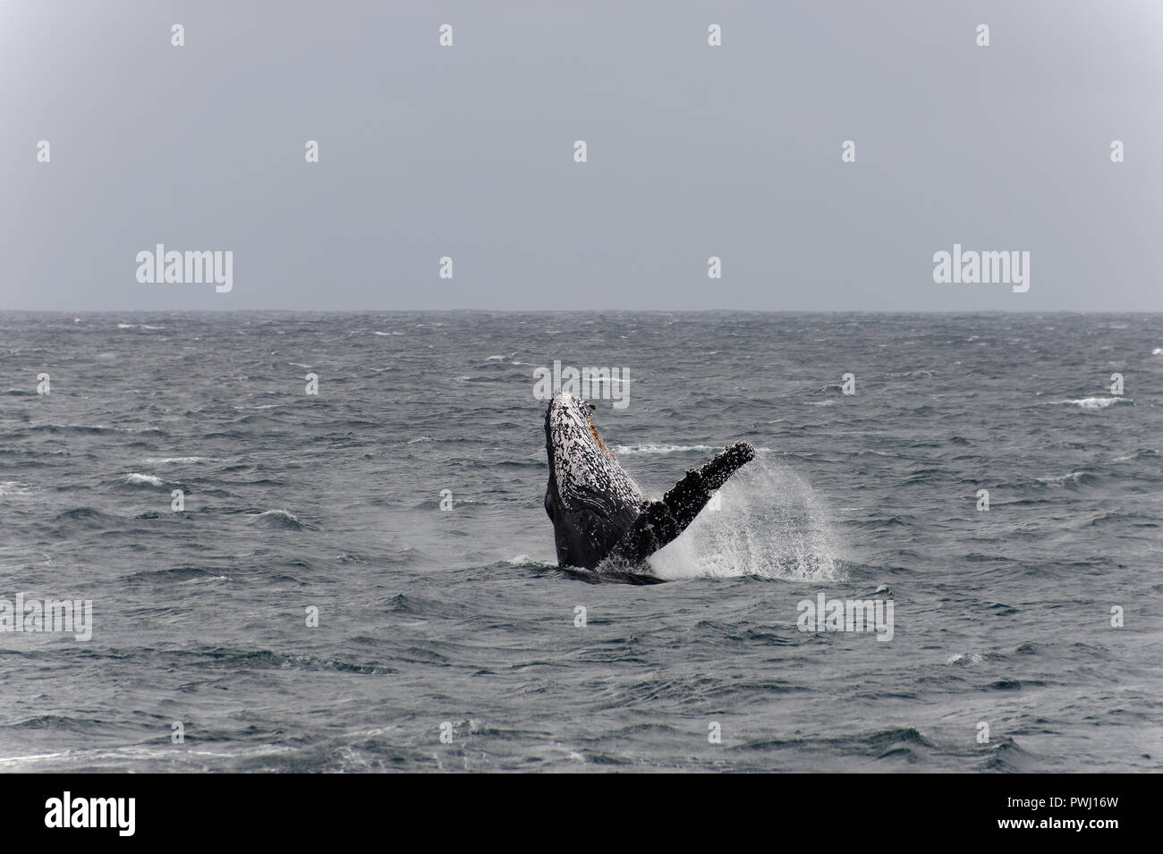 Humpback Whale Jump Stock Photo - Alamy