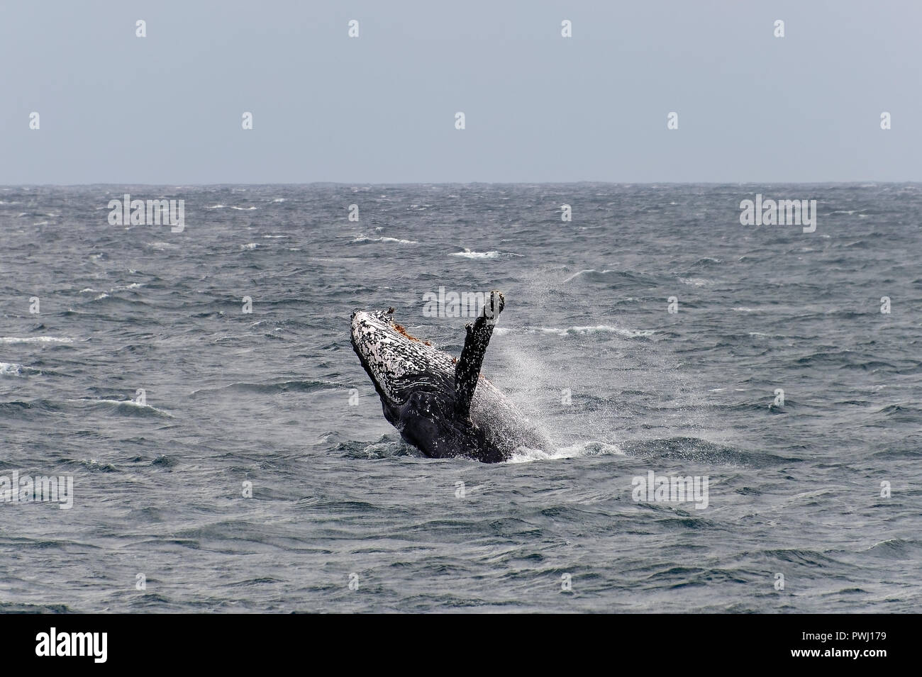 Humpback whales breeching hi-res stock photography and images - Alamy