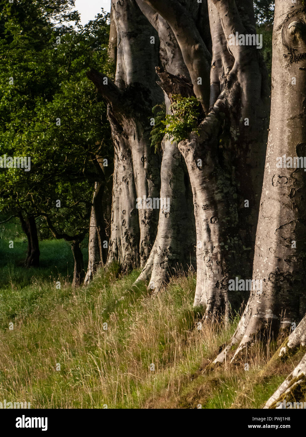 A tow of tree trunks with grass underneath Stock Photo - Alamy