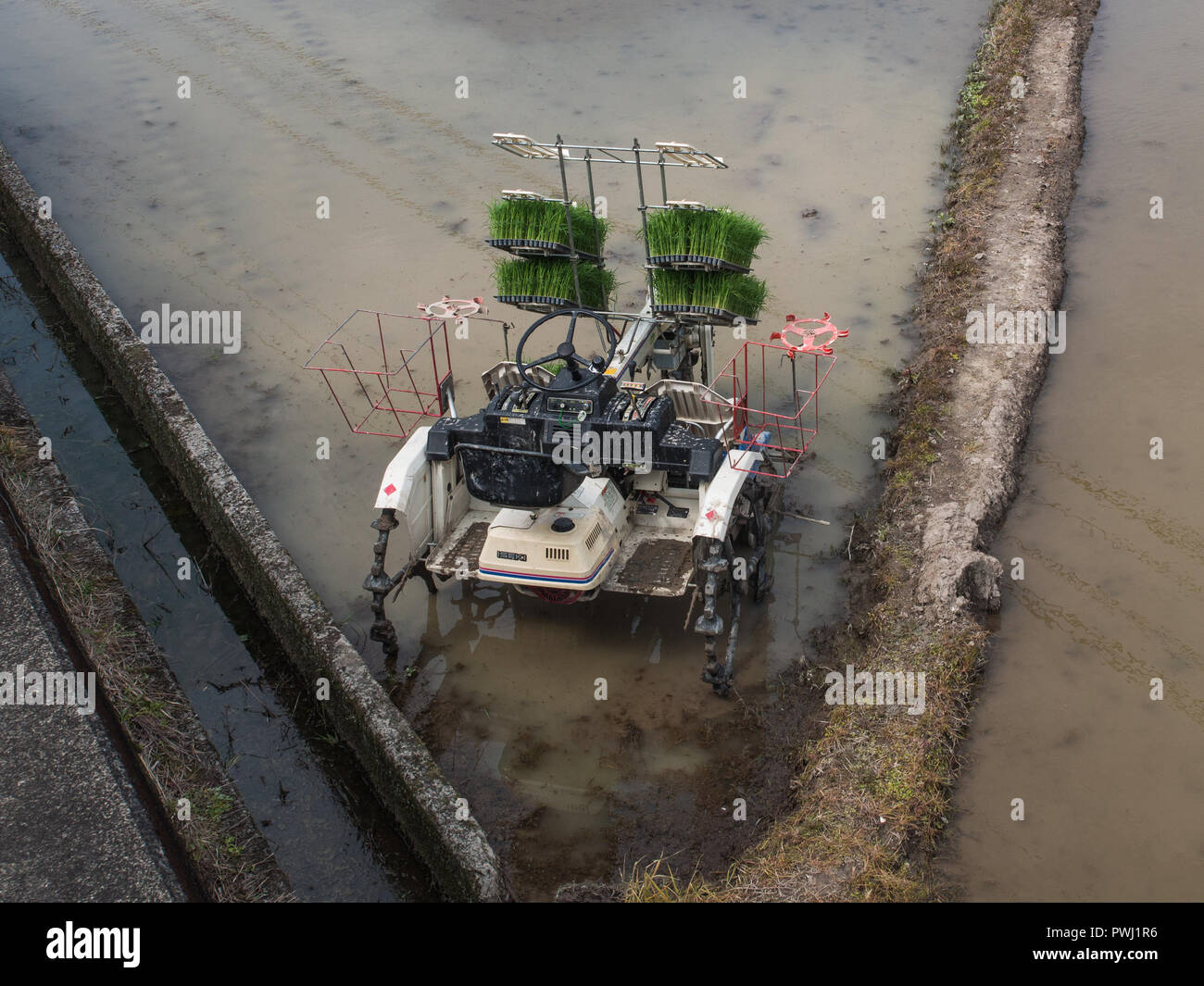 Rice planter machine, with trays of rice seedlings, in flooded field ...