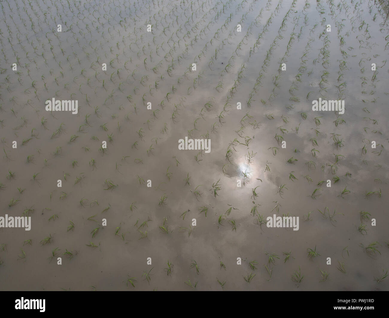 Sun Rice Stock Photos & Sun Rice Stock Images - Alamy