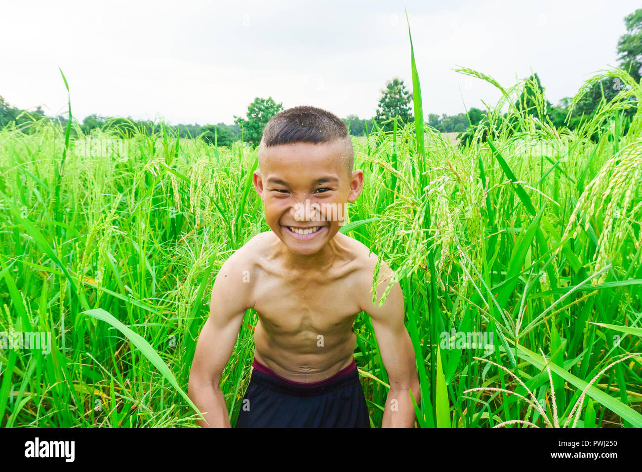 Rural children are enjoying the rice field,A healthy kid in a green ...