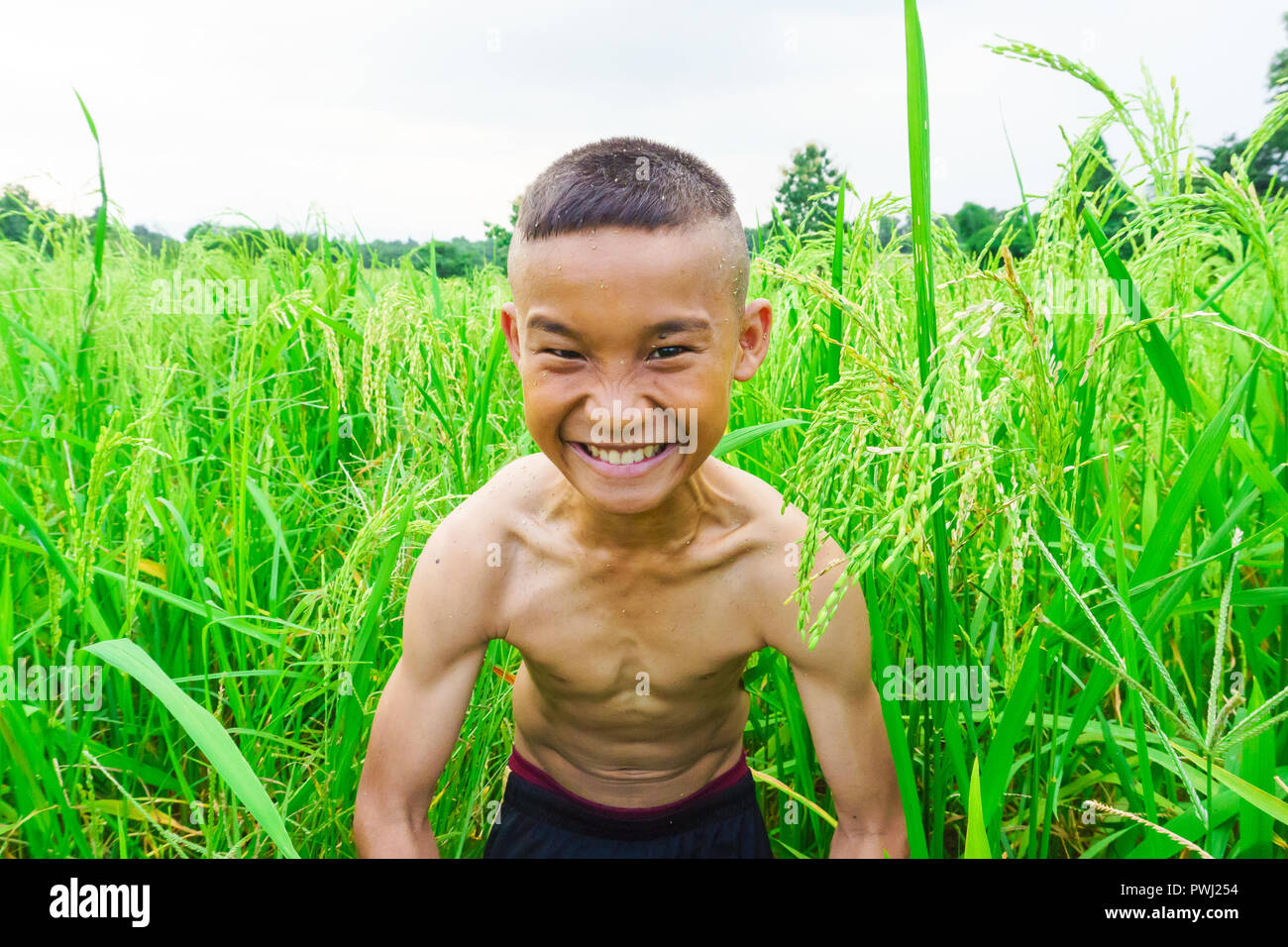 Rural children are enjoying the rice field,A healthy kid in a green ...