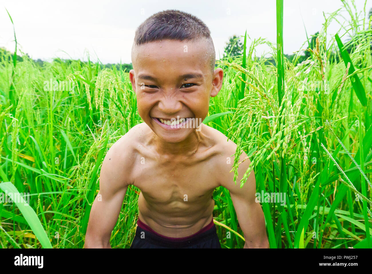 Rural children are enjoying the rice field,A healthy kid in a green ...