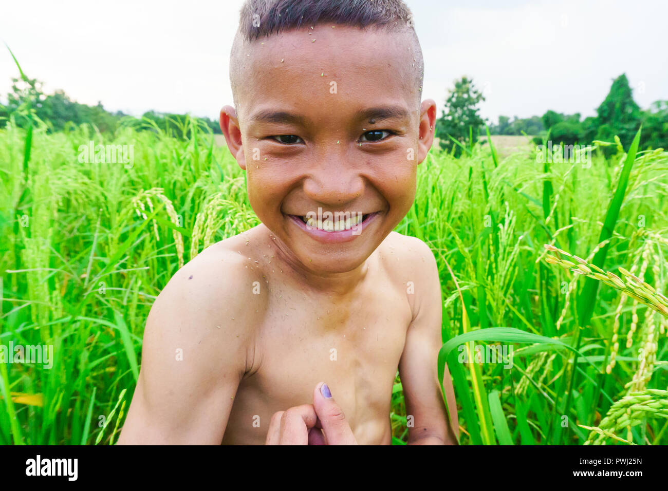 Rural children are enjoying the rice field,A healthy kid in a green ...