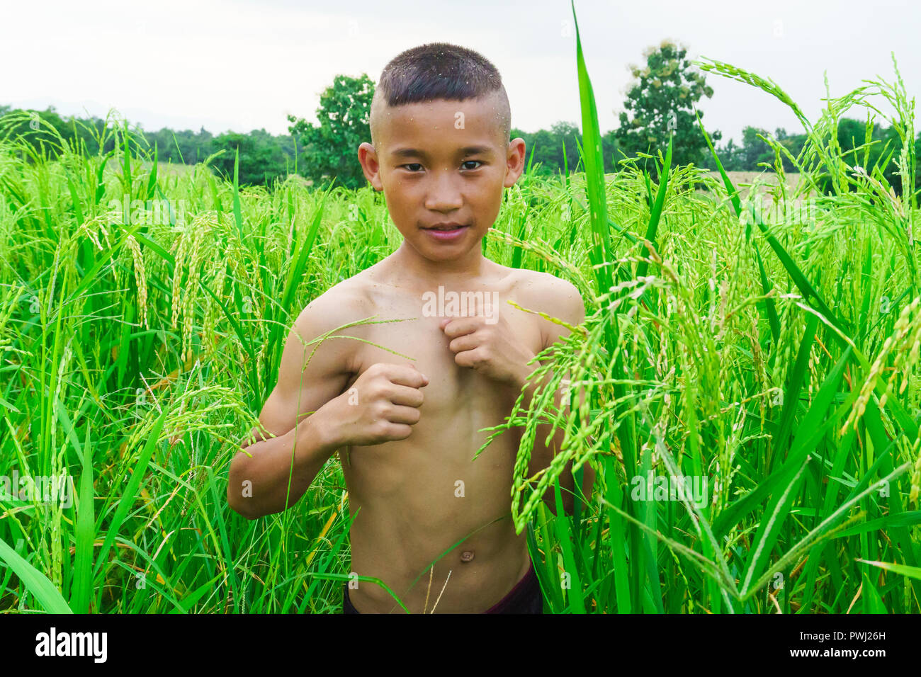 Rural children are enjoying the rice field,A healthy kid in a green ...