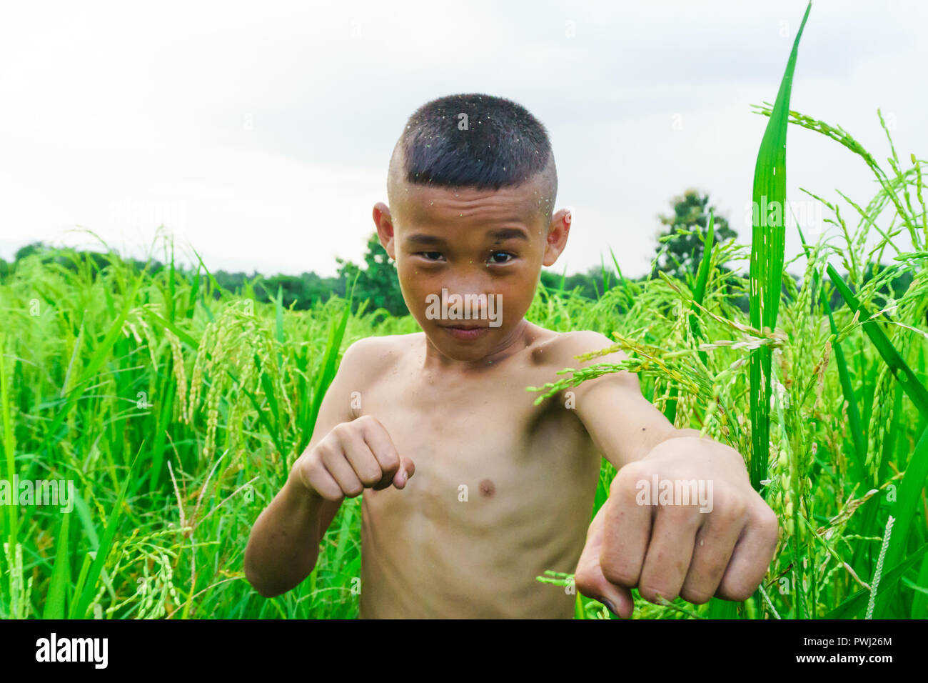 Rural children are enjoying the rice field,A healthy kid in a green ...