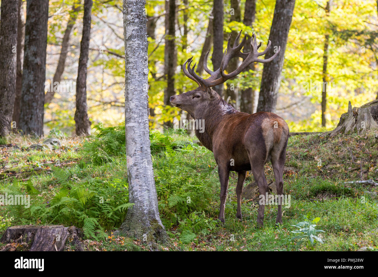 red deer in rut Stock Photo - Alamy