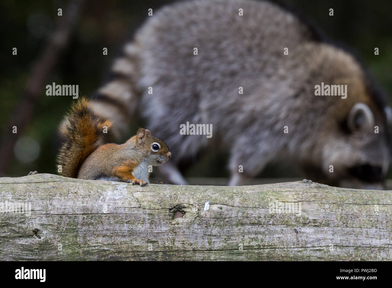 Raccoon squirrel hi-res stock photography and images - Alamy