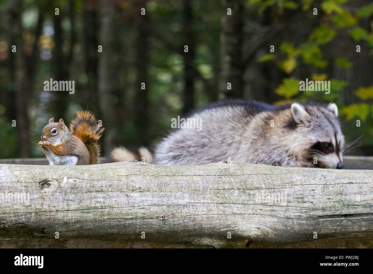 Raccoon squirrel hi-res stock photography and images - Alamy