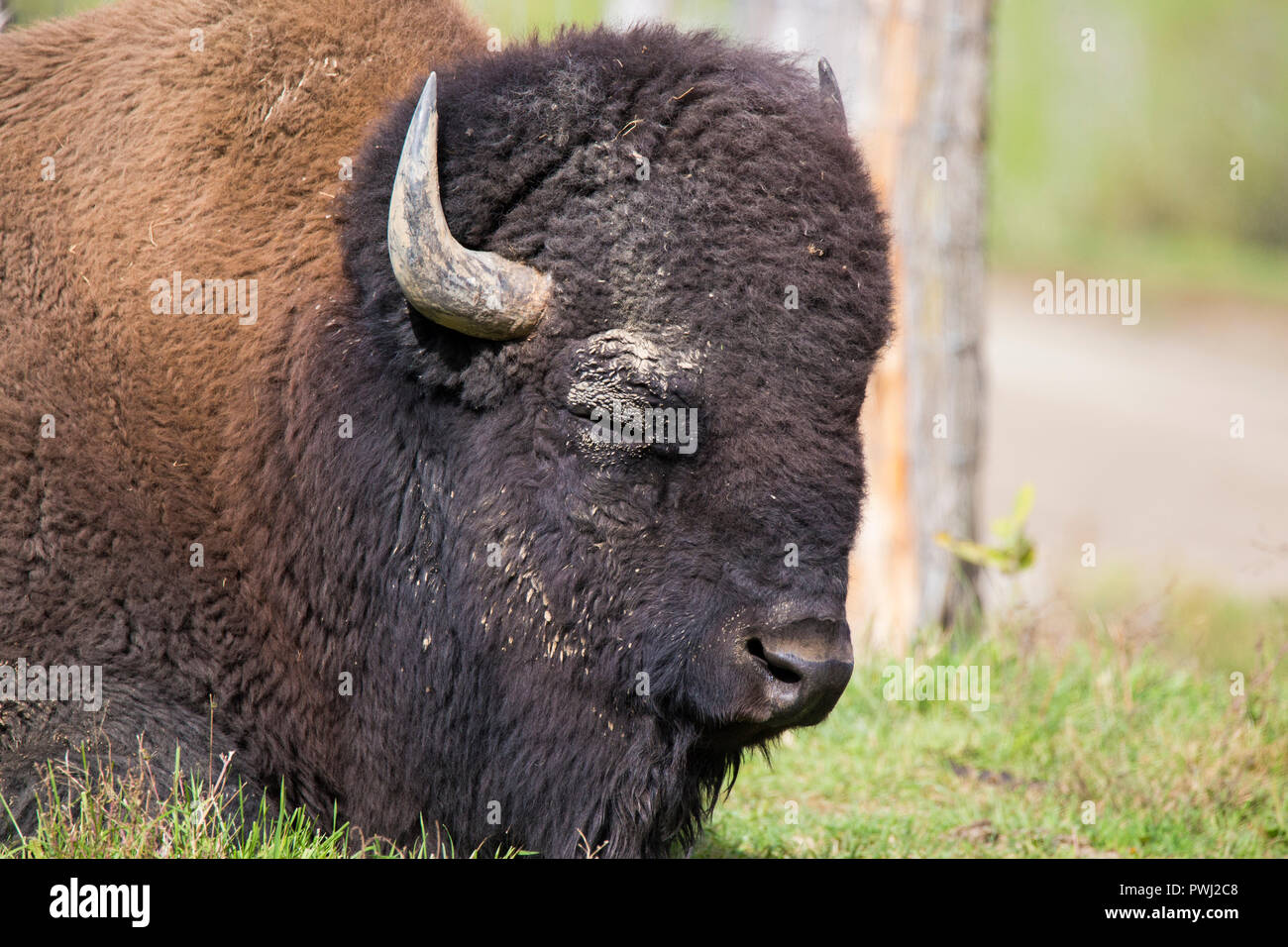 huge male bison portrait Stock Photo - Alamy