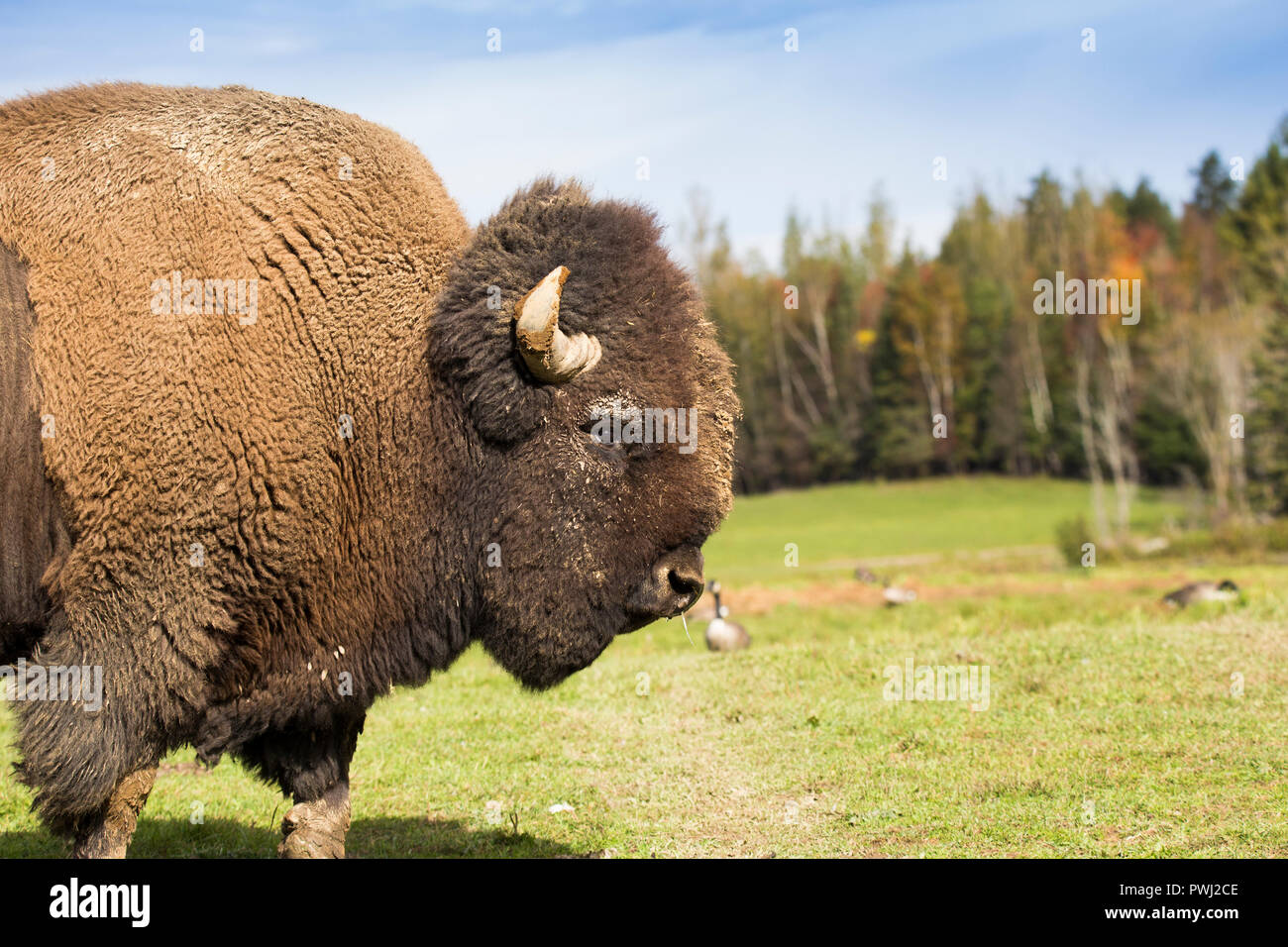 huge male bison portrait Stock Photo - Alamy