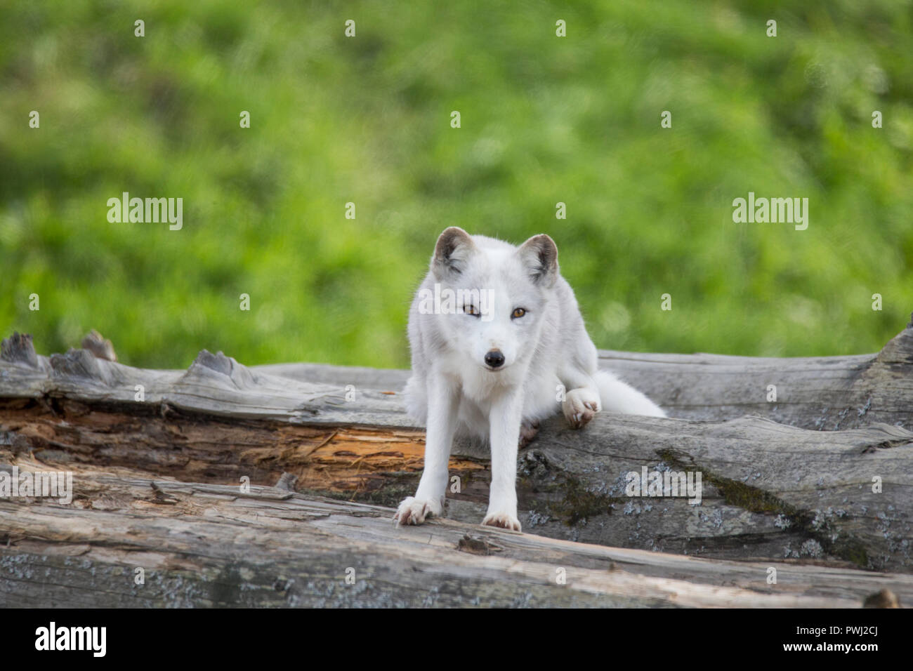 Arctic fox summer hi-res stock photography and images - Alamy