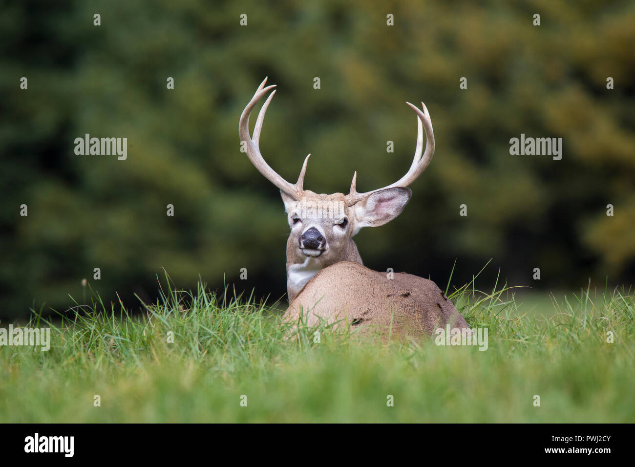 white-tailed deer buck in autumn Stock Photo - Alamy