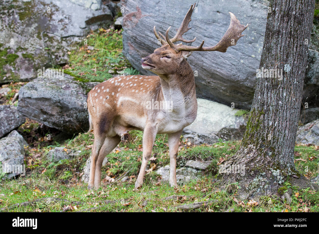 fallow deer rut Stock Photo - Alamy