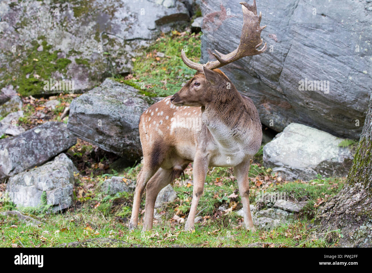 Dark fallow deer forest hi-res stock photography and images - Alamy