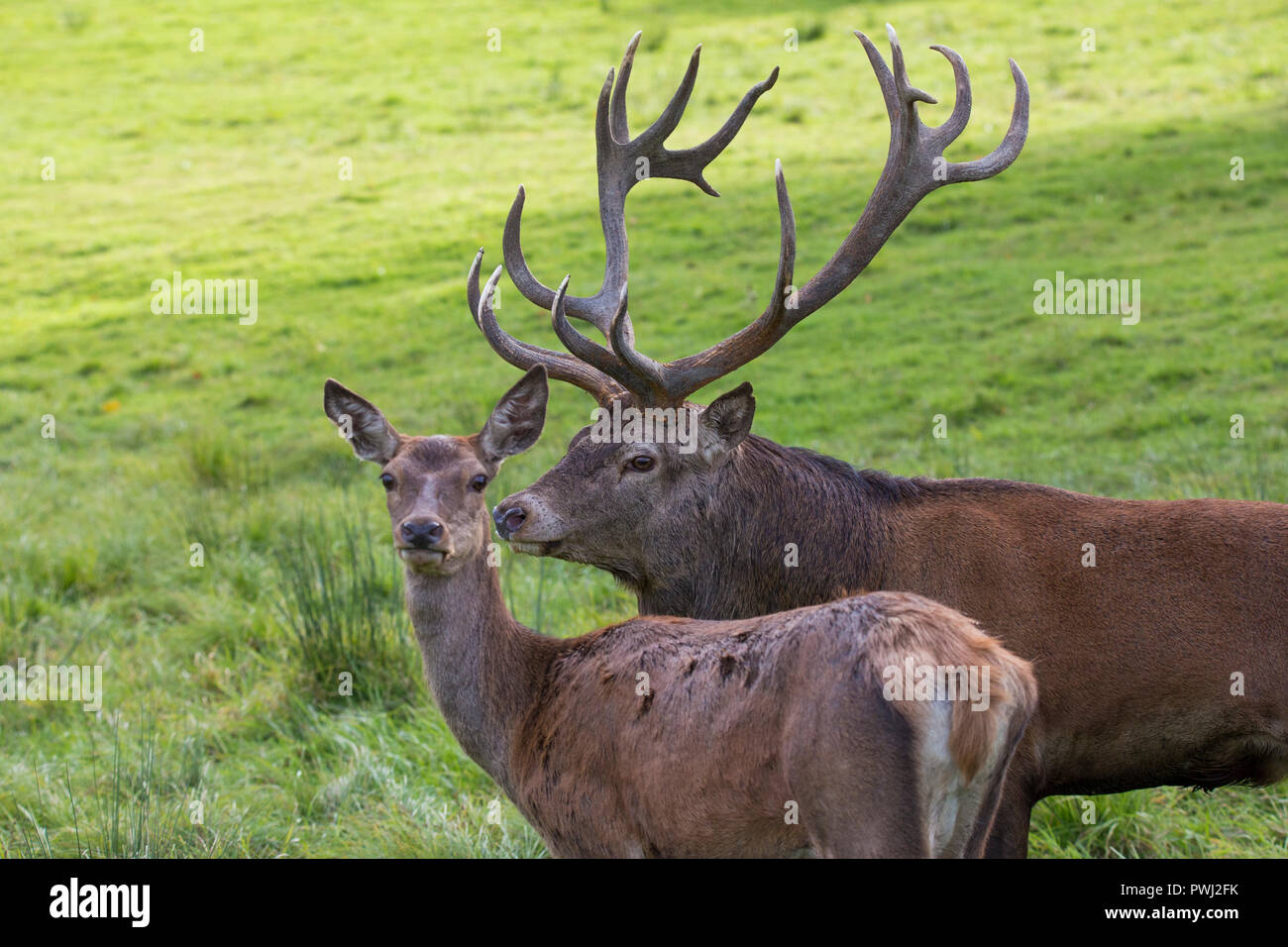 red deer in rut Stock Photo - Alamy