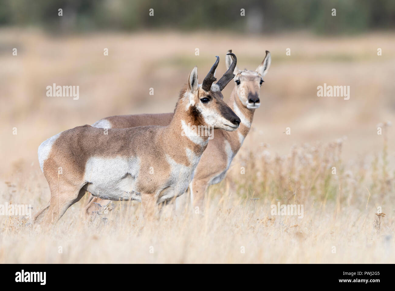 Pronghorn buck doe hi-res stock photography and images - Alamy