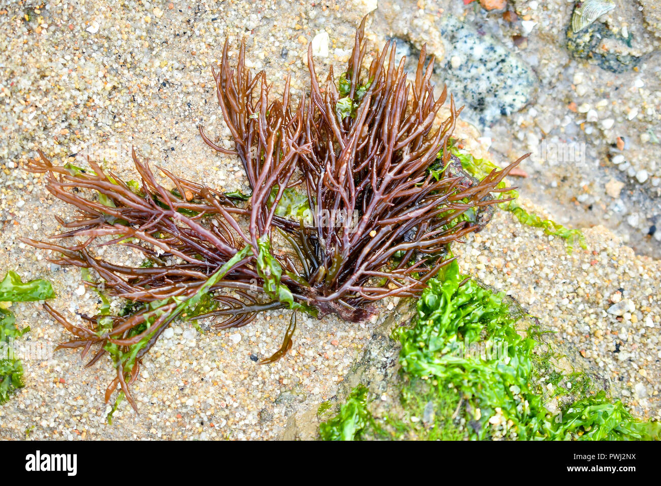 Seaweeds hi-res stock photography and images - Alamy