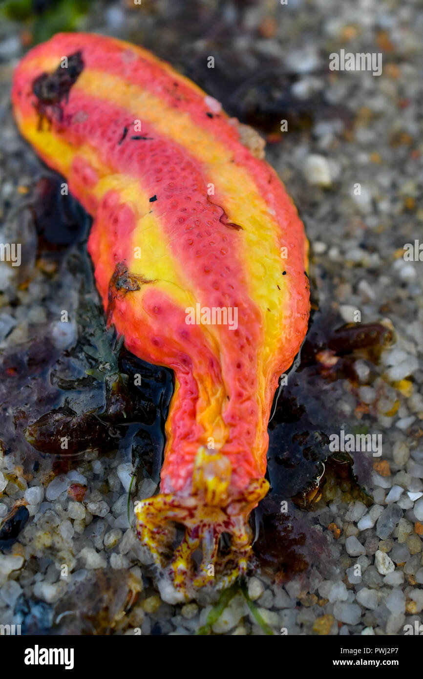 Pink Sea Slug High Resolution Stock Photography and Images - Alamy