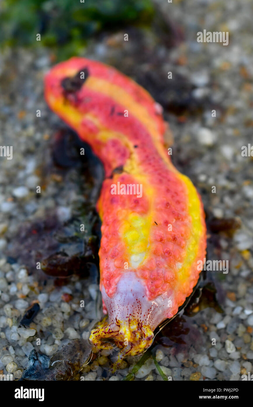 Cercodemas anceps hi-res stock photography and images - Alamy