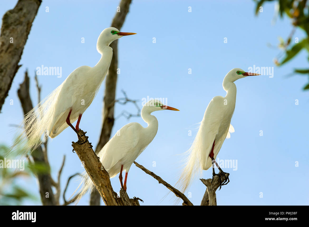 Breeding season Intermediate Egrets(Ardea intermedia) perched on ...