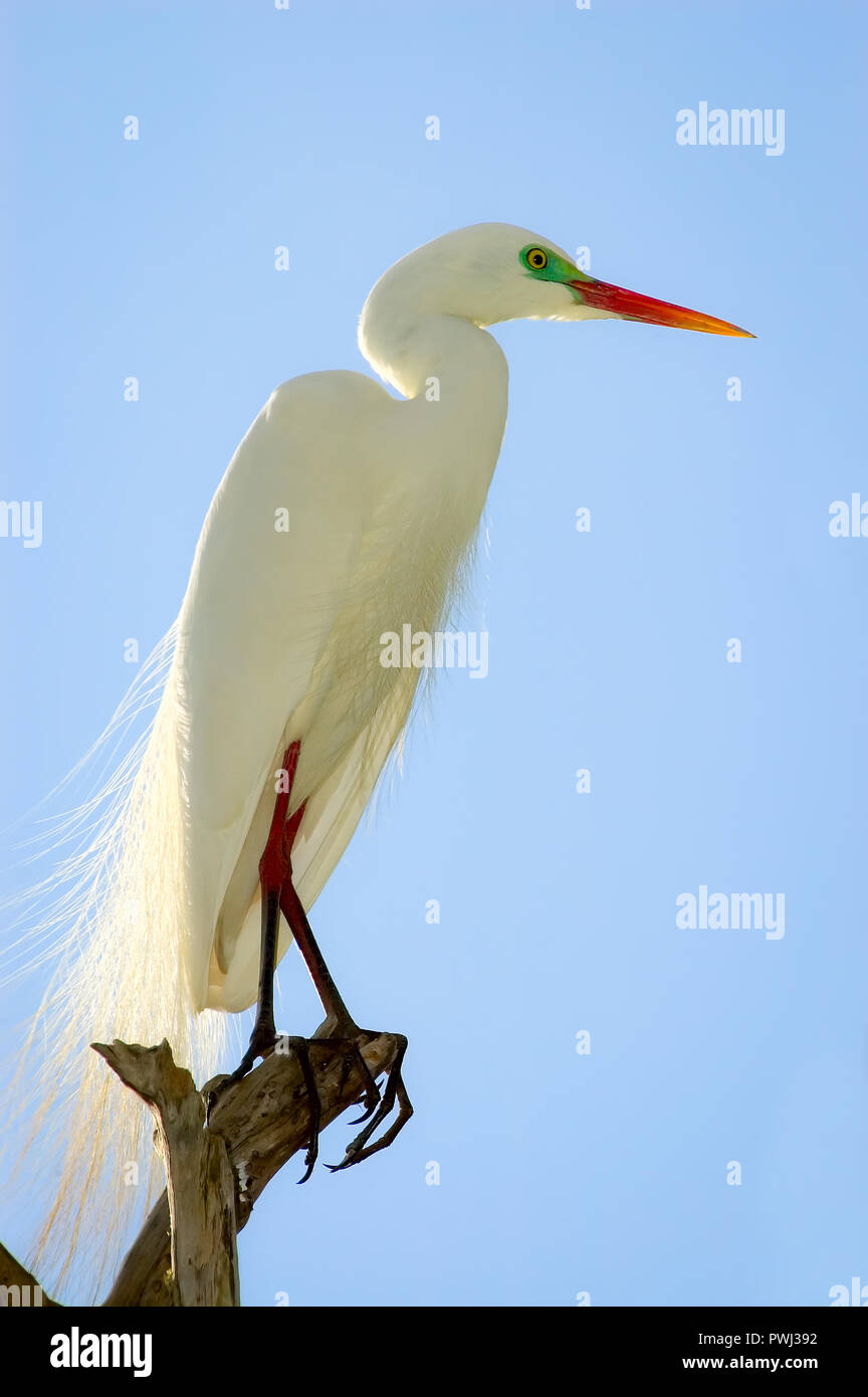 Breeding season Intermediate Egrets(Ardea intermedia) perched on ...