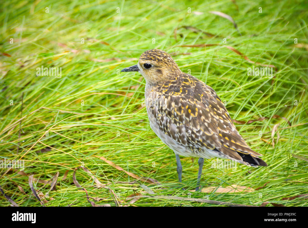 A non-breeding Pacific Golden Plover standing in shoreline sea grasses ...
