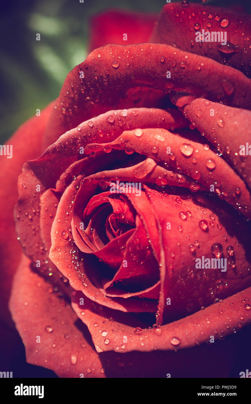 Beautiful fresh roses in close up view Stock Photo - Alamy