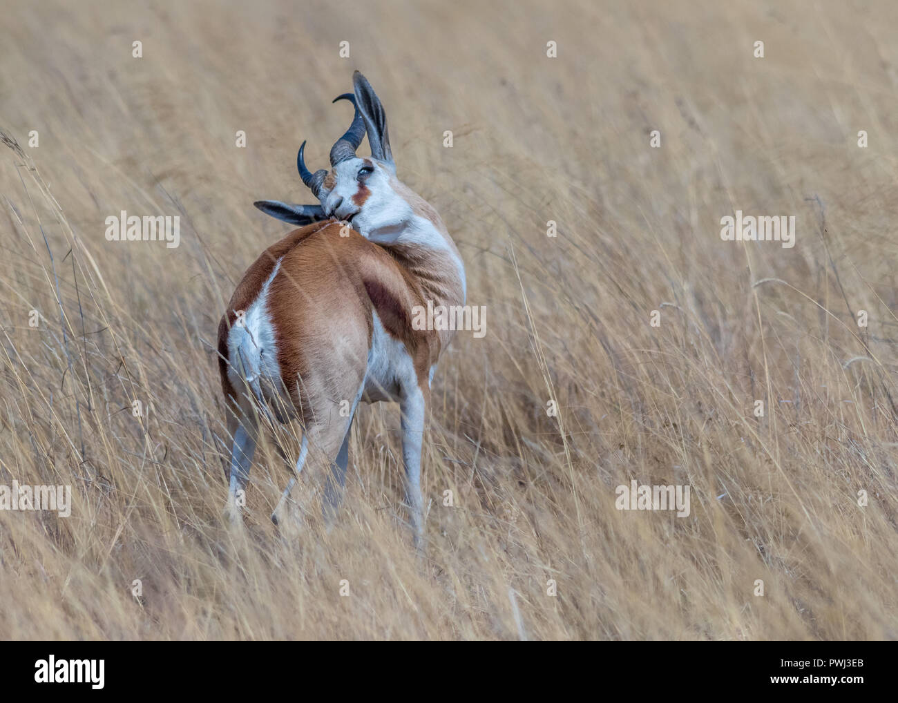 Springbok jump hi-res stock photography and images - Alamy