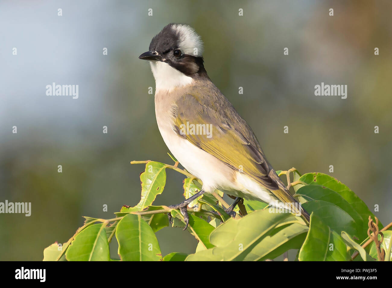 1826 animalia hi-res stock photography and images - Alamy