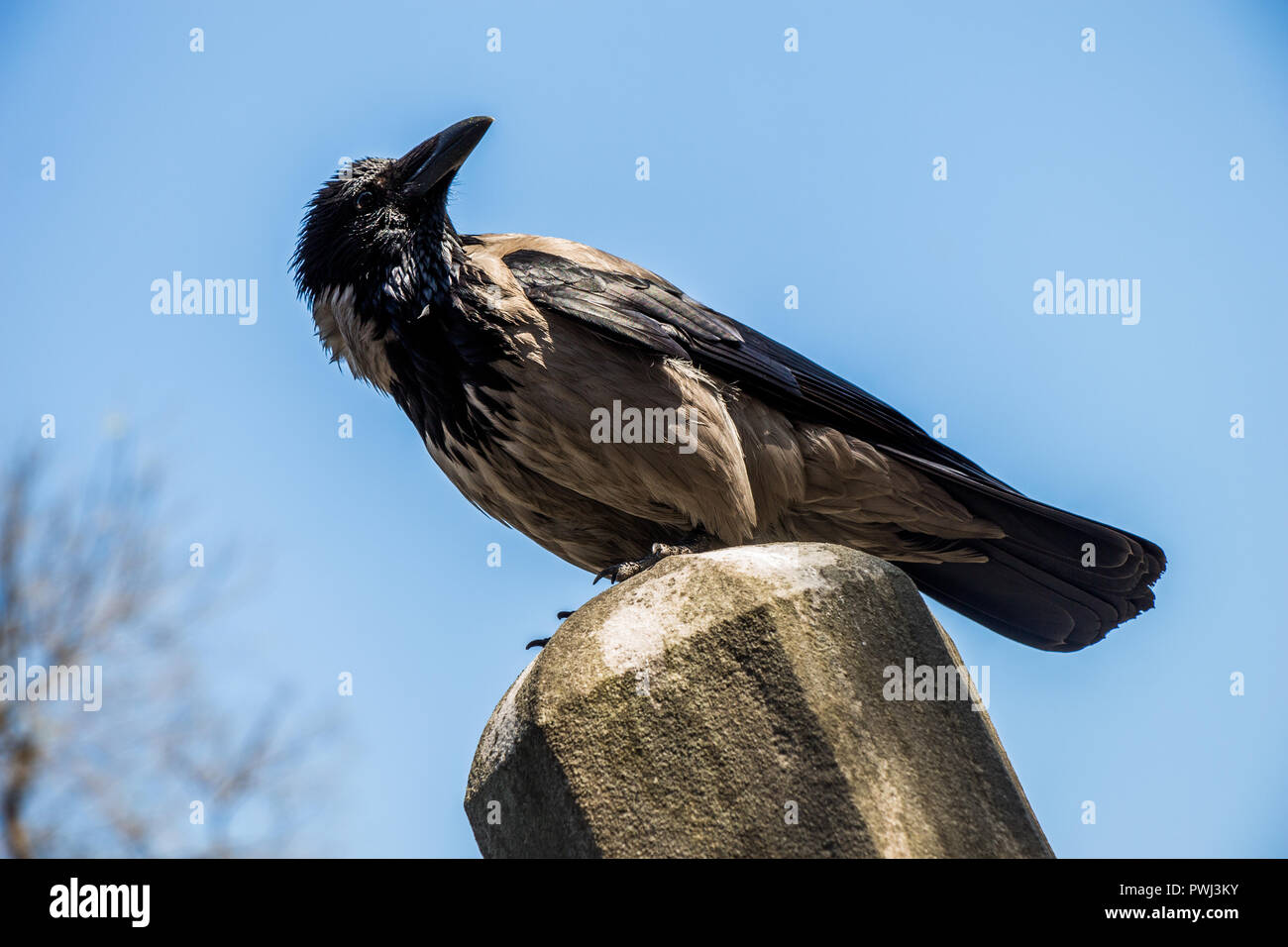 The Hooded Crow Corvus cornix is a bird species Stock Photo - Alamy