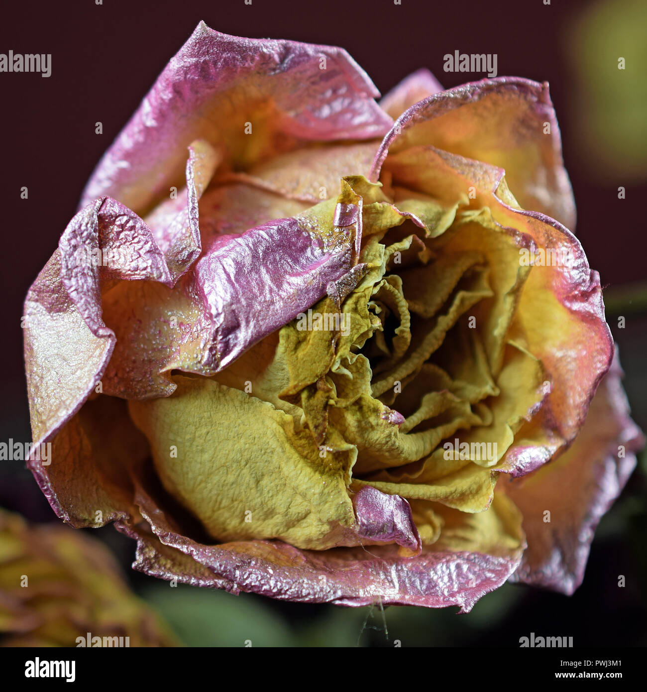 Pink dying rose hi-res stock photography and images - Alamy