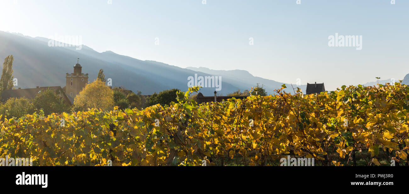 panorama landscape with alpine village and golden vineyard under ...