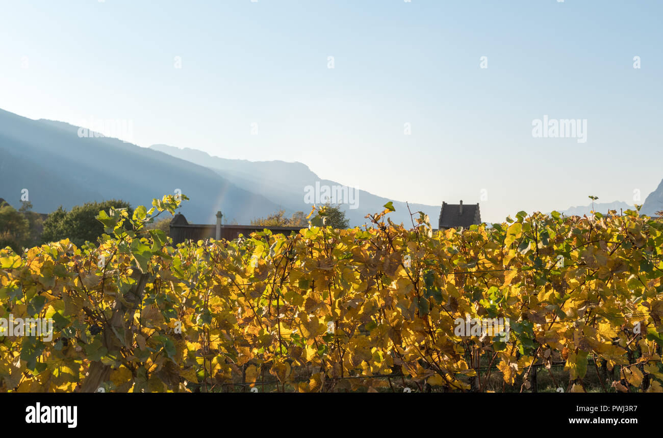panorama landscape with alpine village and golden vineyard under ...