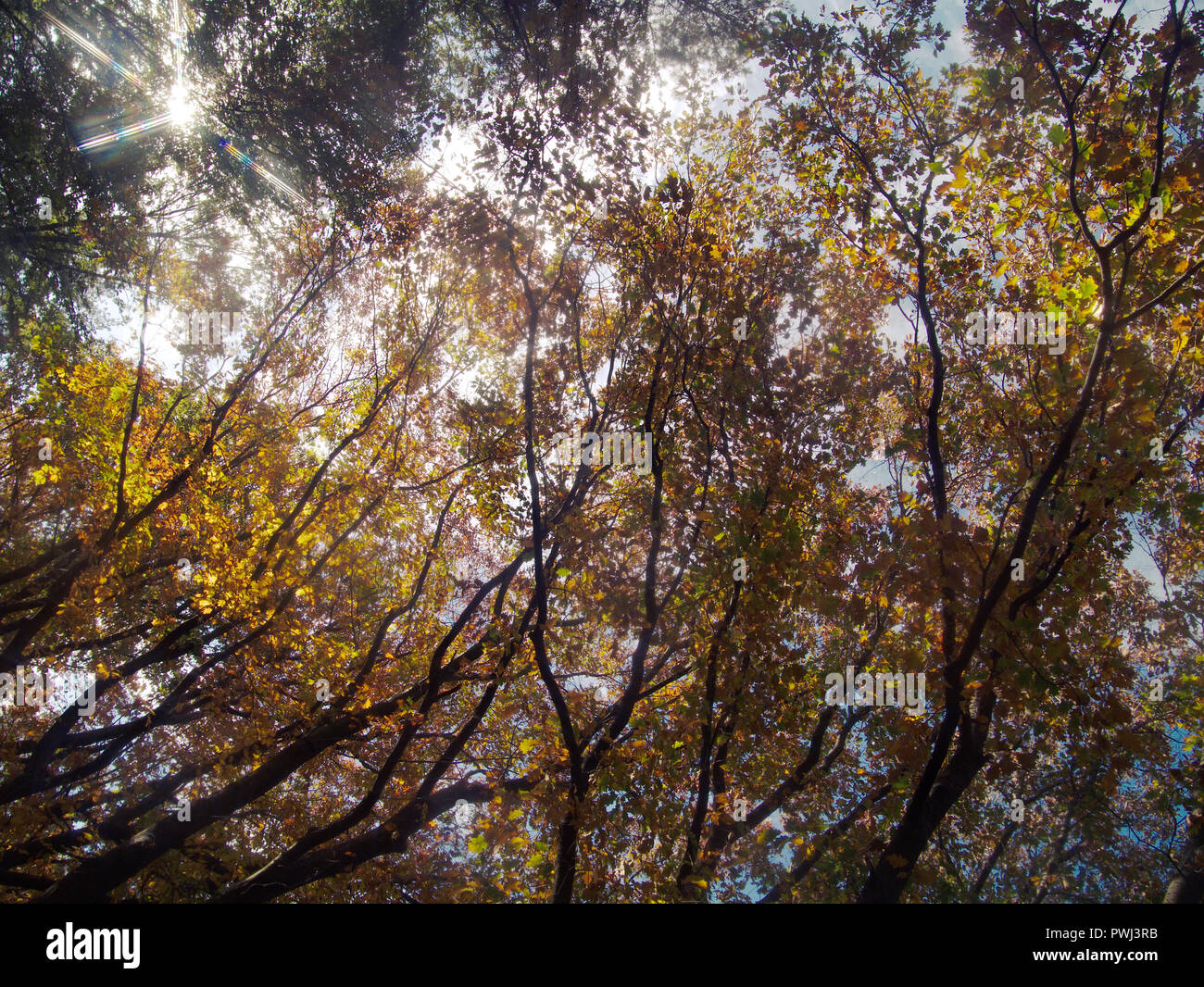 Fall colors in th forest on a calm sunny day in autumn in the ...
