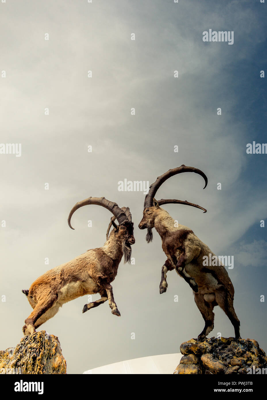 Wild brown mountain goat with two huge horns Stock Photo - Alamy