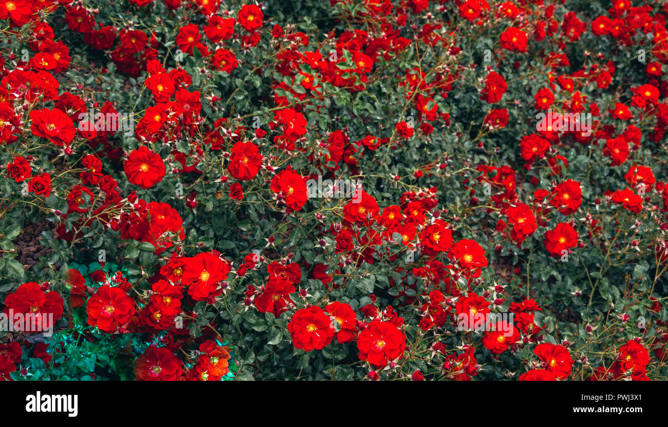 Blooming beautiful colorful roses in the garden background Stock Photo ...