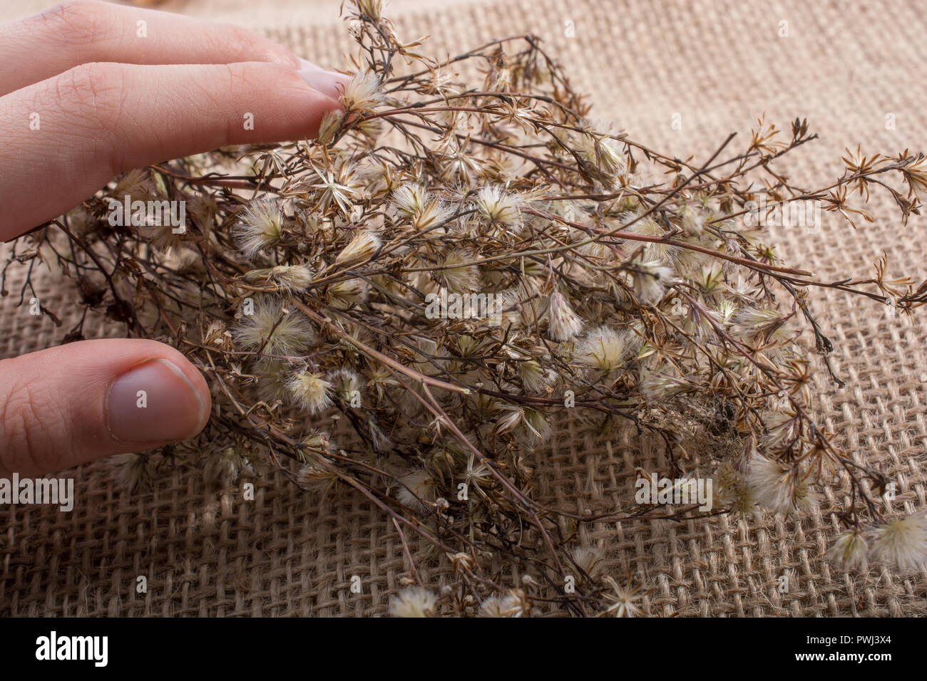 Beautiful colorful natural flowers in dry form Stock Photo - Alamy