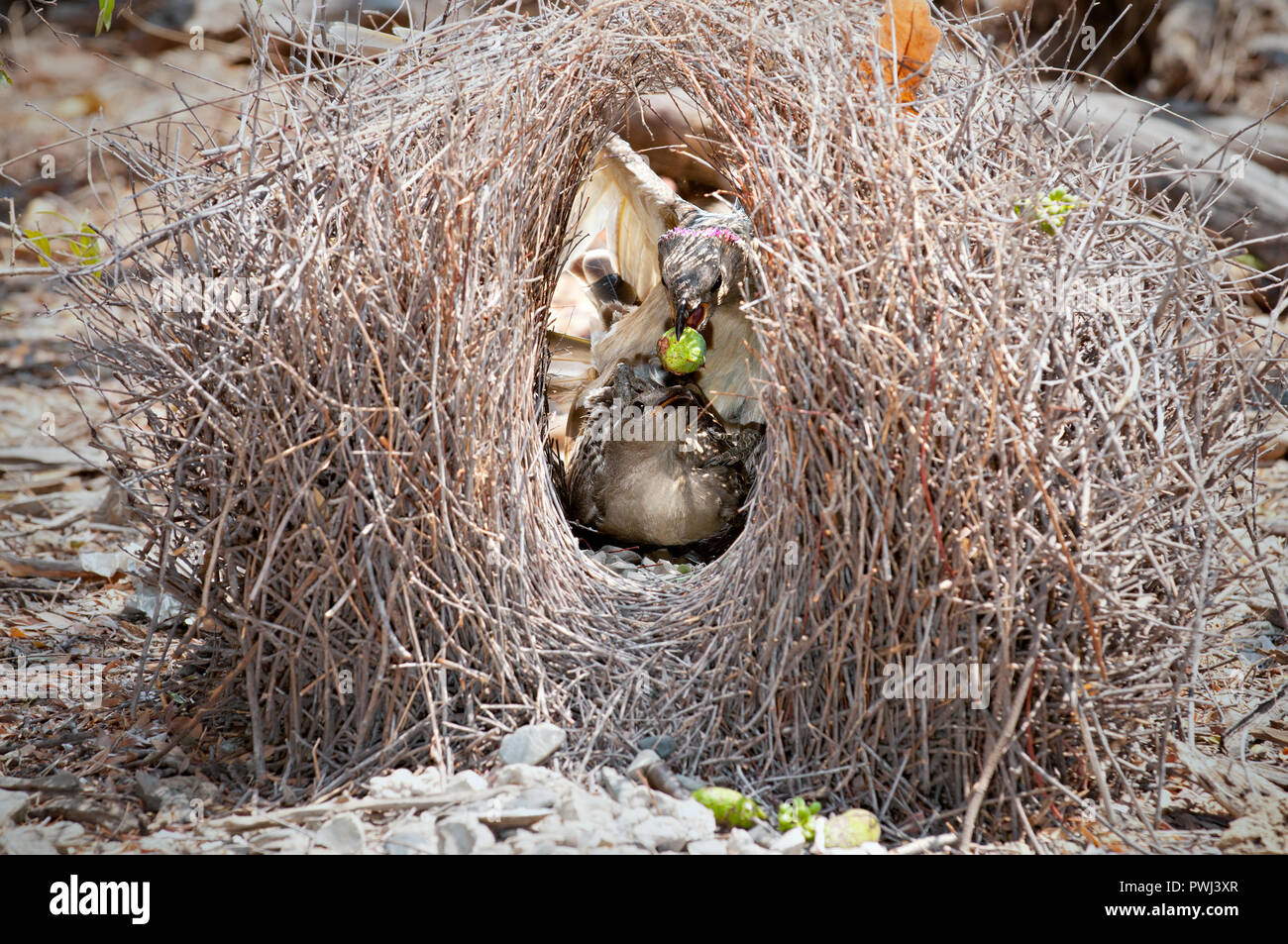 The male Great Bower Bird bearing a gift finally impresses the female ...